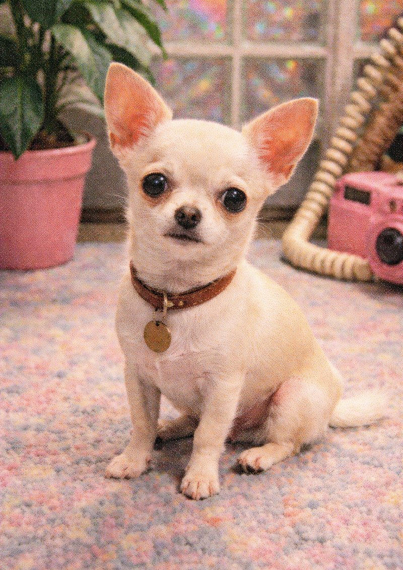 Chihuahua+puppies Texture Images | Free Photos, PNG Stickers ...