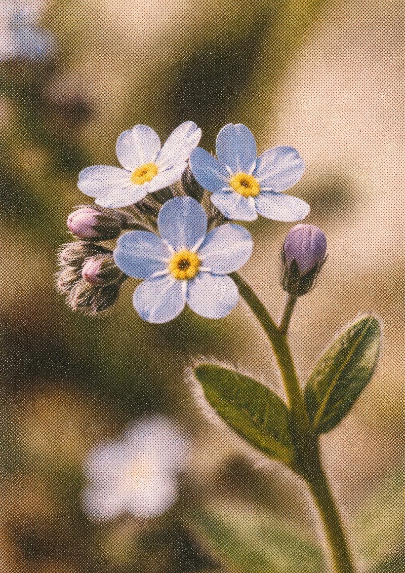 Nature Canvas Aesthetic Flowers Wallpaper Images | Free Photos, PNG ...