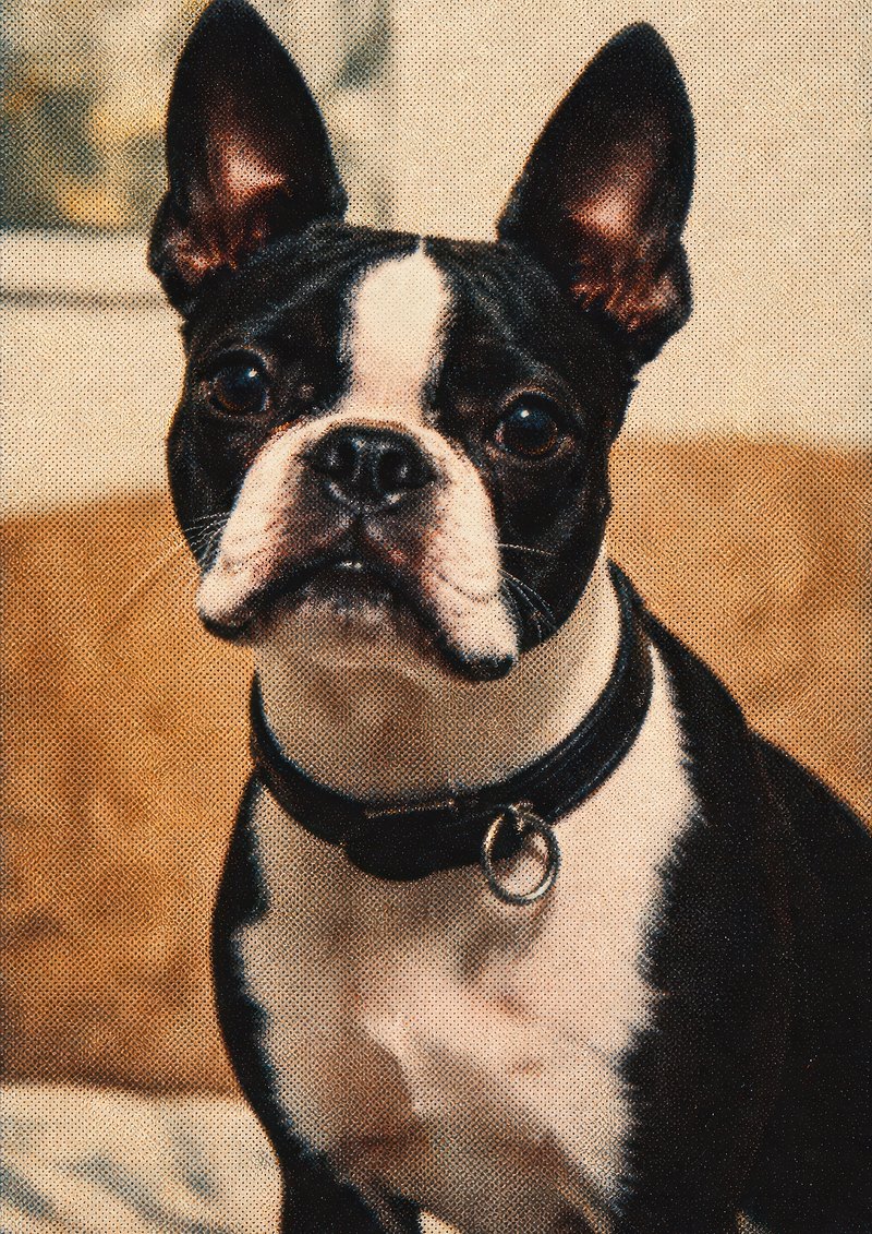 Animal+print+room Aesthetic Images | Free Photos, PNG Stickers ...