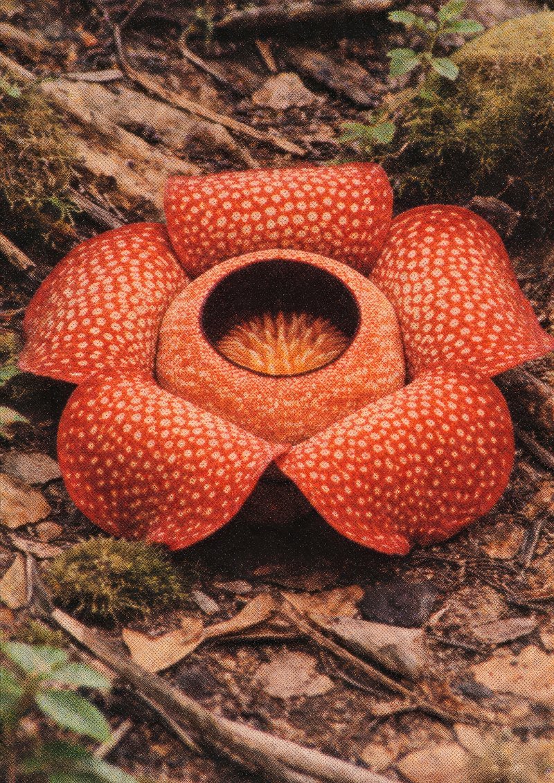 Rare+flowers Photo Images | Free Photos, PNG Stickers, Wallpapers ...