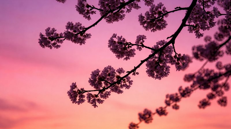 Cherries+desktop+wallpaper Sky Spring Images | Free Photos, PNG ...