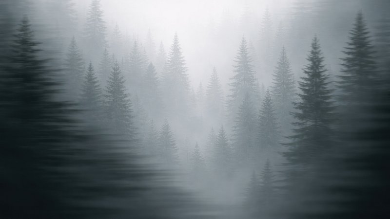 Forest Grey Nature Images | Free Photos, PNG Stickers, Wallpapers ...