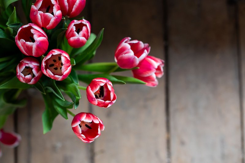 Beautiful+flower Spring Images | Free Photos, PNG Stickers, Wallpapers & Backgrounds - rawpixel