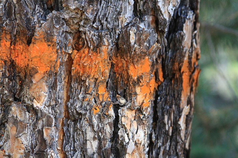 Wood Rust Images | Free Photos, PNG Stickers, Wallpapers & Backgrounds ...
