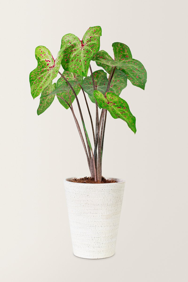 Caladium potted plant, home decor | Free Photo - rawpixel