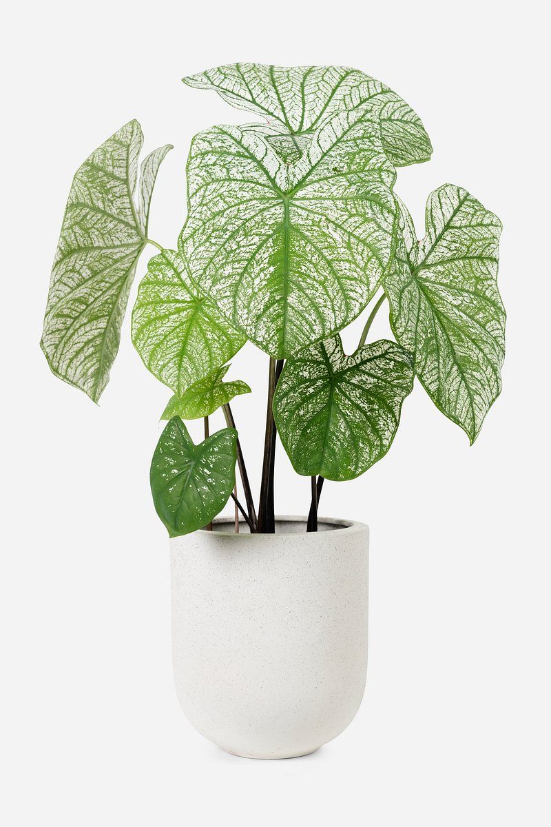 Caladium potted plant, home decor | Free Photo - rawpixel