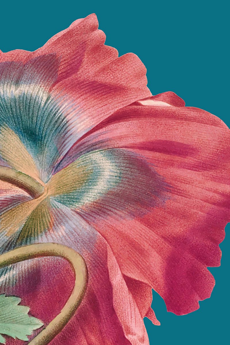 Blooming poppy background psd illustration | Premium PSD - rawpixel