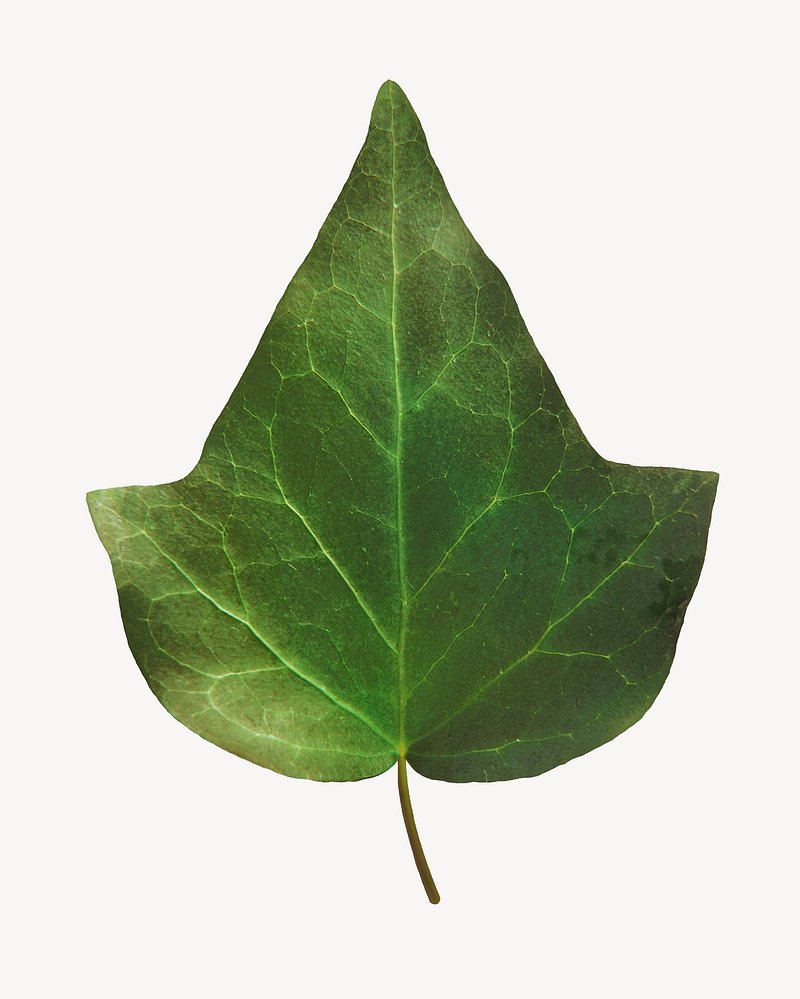 Ivy leaf, plant, isolated botanical | Premium Photo - rawpixel