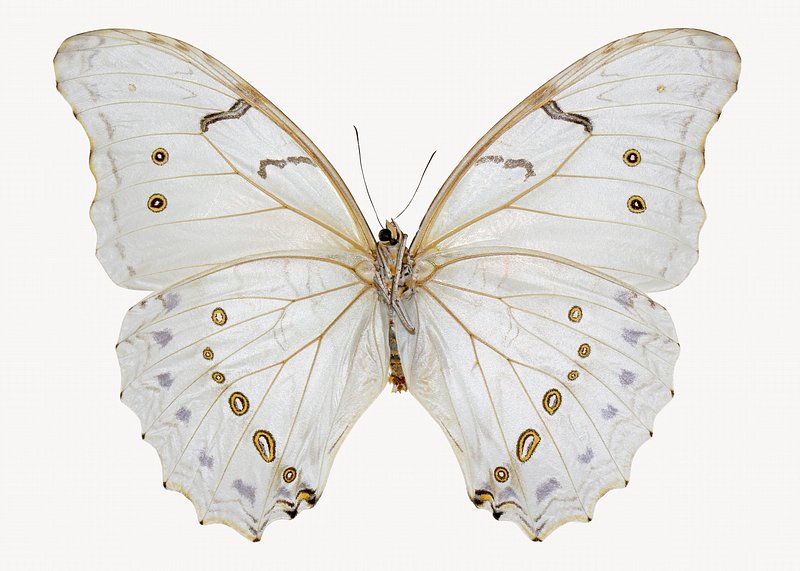 Aesthetic butterfly, insect isolated image | Free Photo - rawpixel