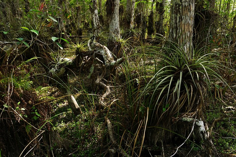 Rainforest Ground Images | Free Photos, PNG Stickers, Wallpapers ...