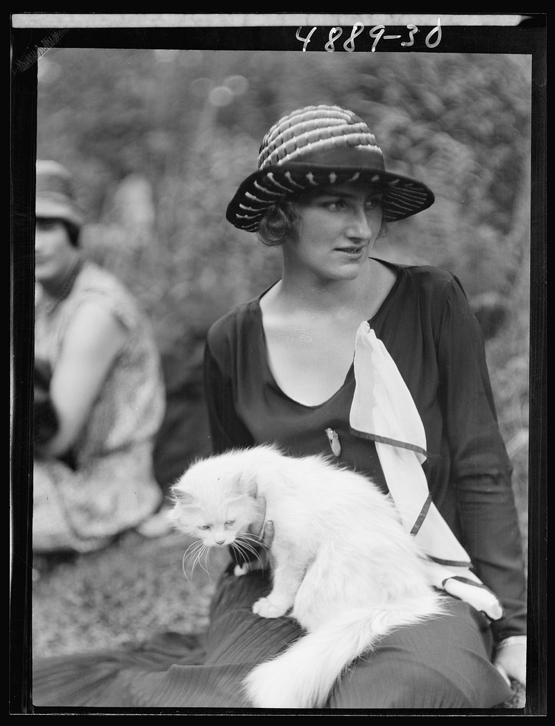 Cat Creative Commons Portrait Images | Free Photos, PNG Stickers ...