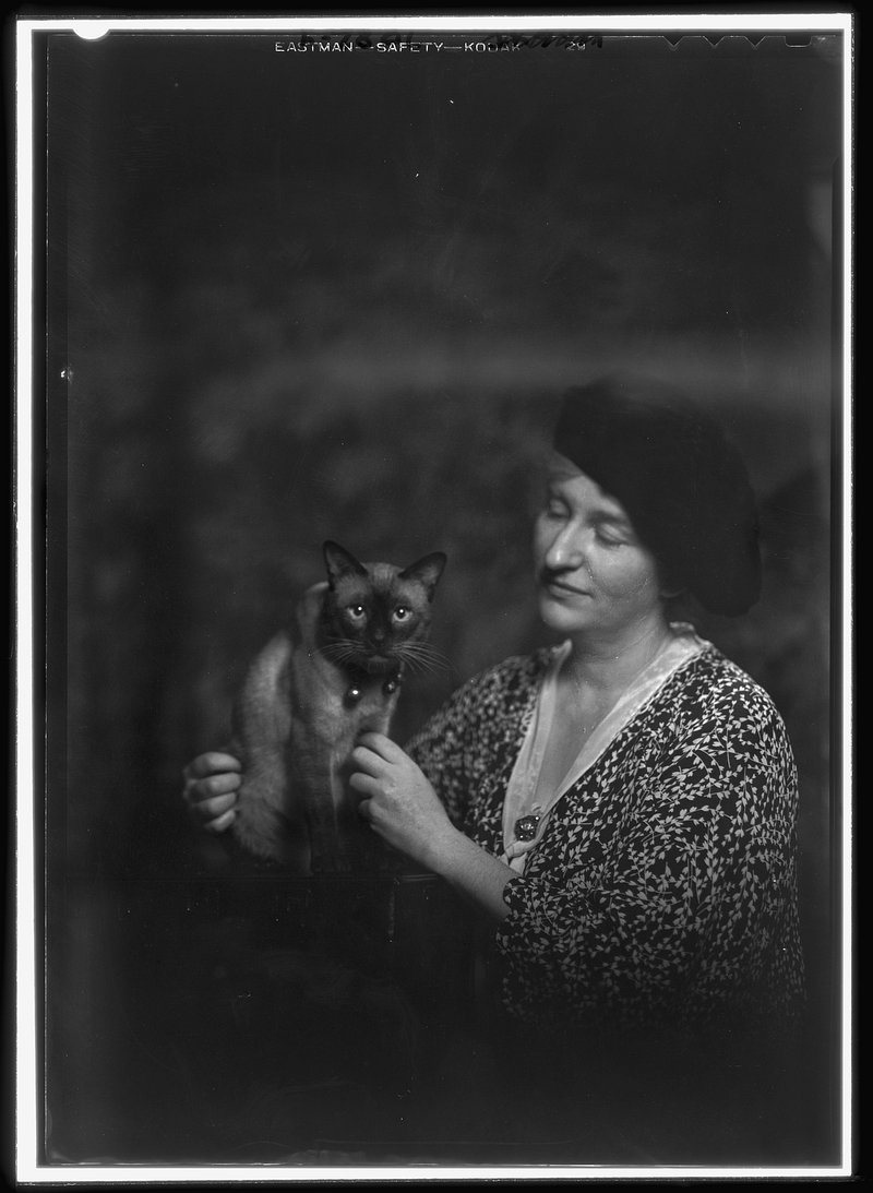 Cat Creative Commons Portrait Images | Free Photos, PNG Stickers ...