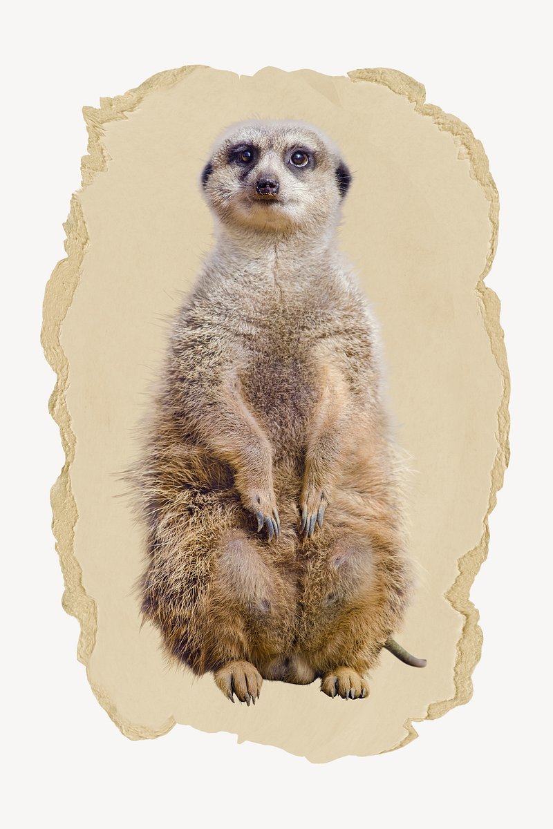 Mongoose, ripped paper collage element | Premium Photo - rawpixel