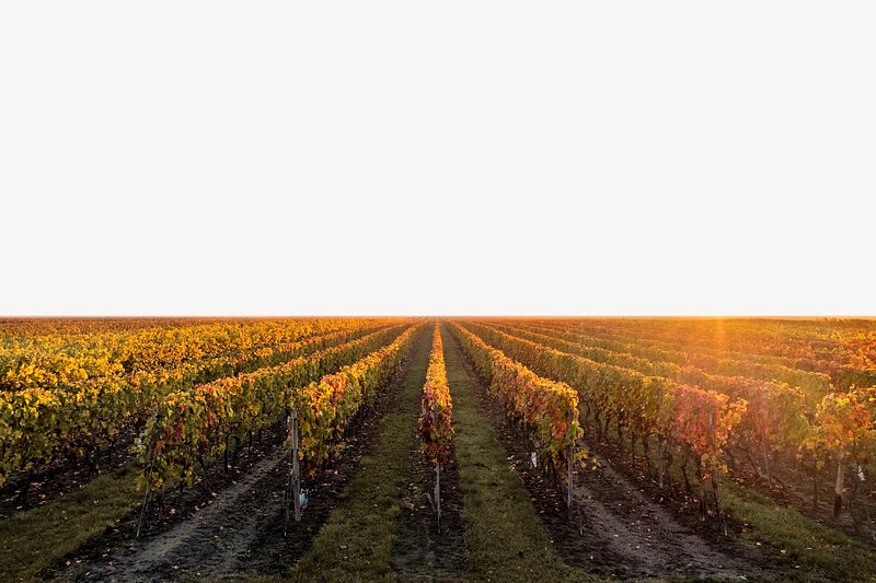 Border Crops Images | Free Photos, PNG Stickers, Wallpapers ...