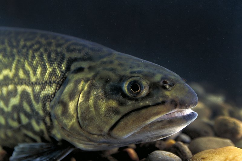 Cod Public Domain Images | Free Photos, PNG Stickers, Wallpapers ...