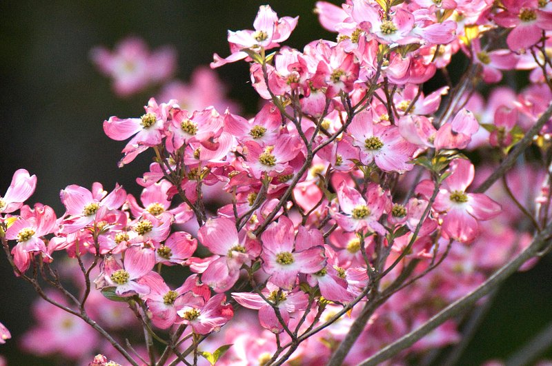 Brookhaven Images | Free Photos, PNG Stickers, Wallpapers & Backgrounds ...