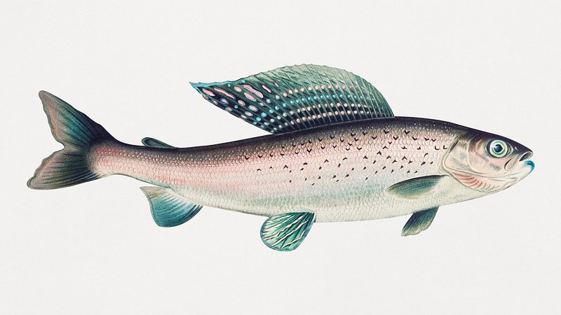 Grayling Fish Images | Free Photos, PNG Stickers, Wallpapers ...