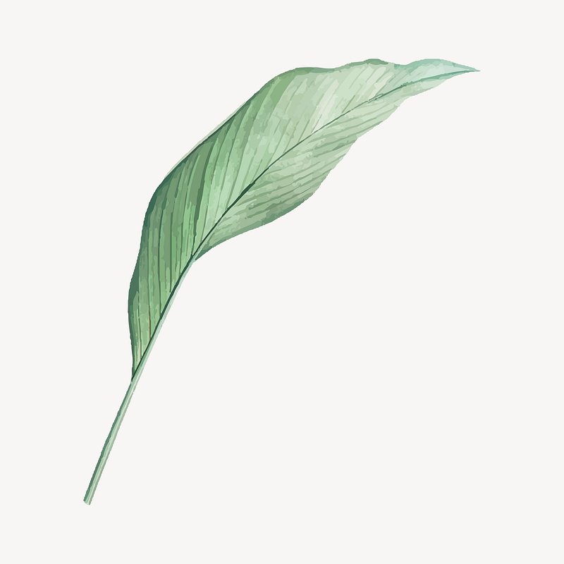 Green leaf collage element vector | Premium Vector Illustration - rawpixel