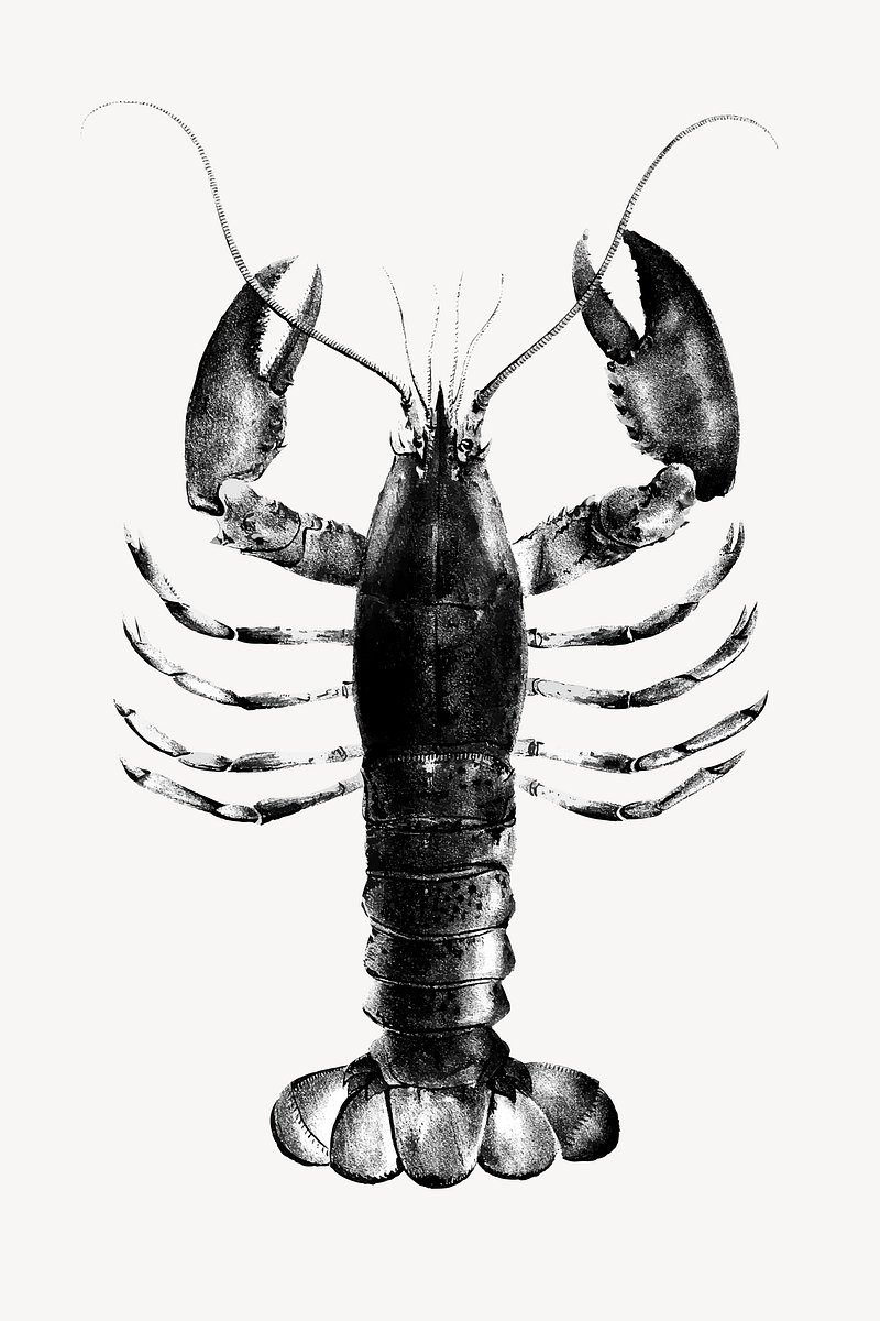 Lobster realistic illustration, black & | Premium Vector Illustration ...