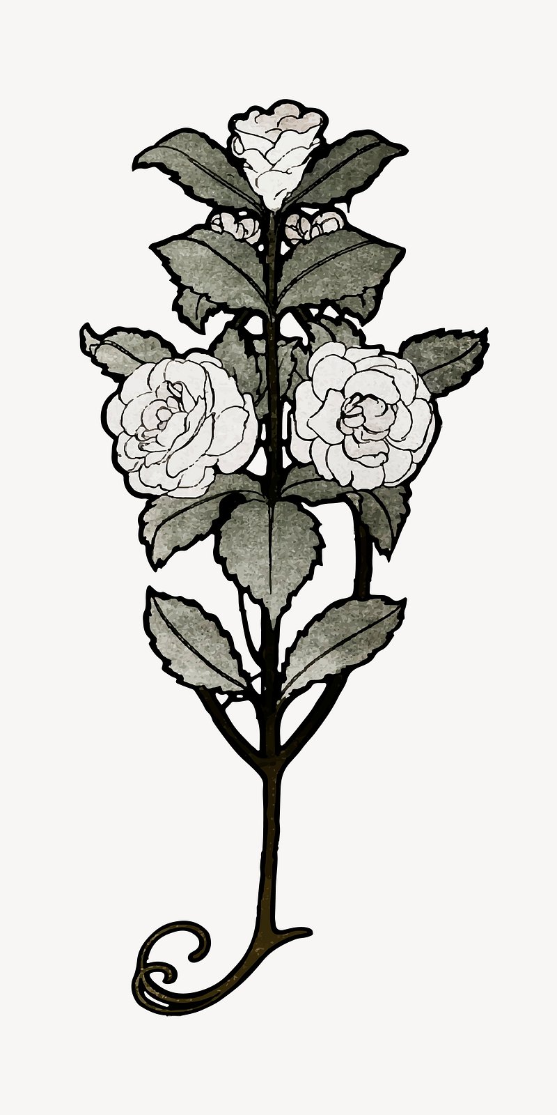White rose illustration, vintage botanical | Premium Vector ...