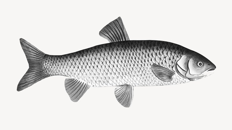 Carp fish realistic illustration, black | Premium PSD Illustration ...