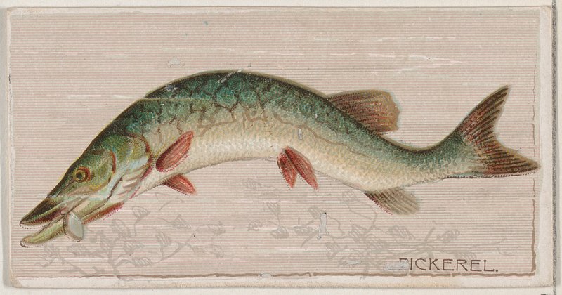 Pickerel Fish Drawing Images | Free Photos, PNG Stickers, Wallpapers ...