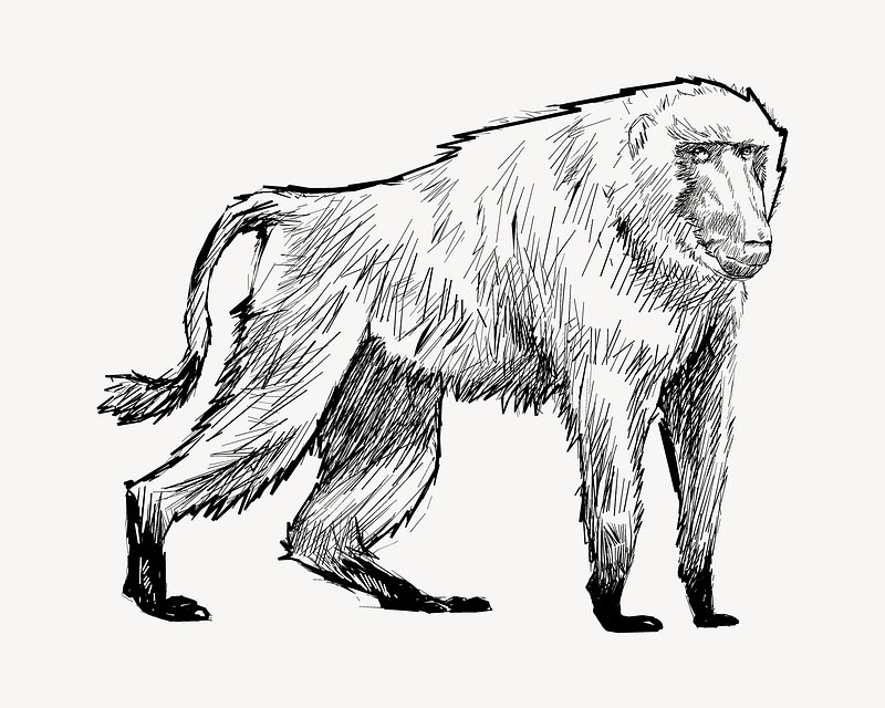 Baboon sketch animal illustration psd | Premium PSD - rawpixel