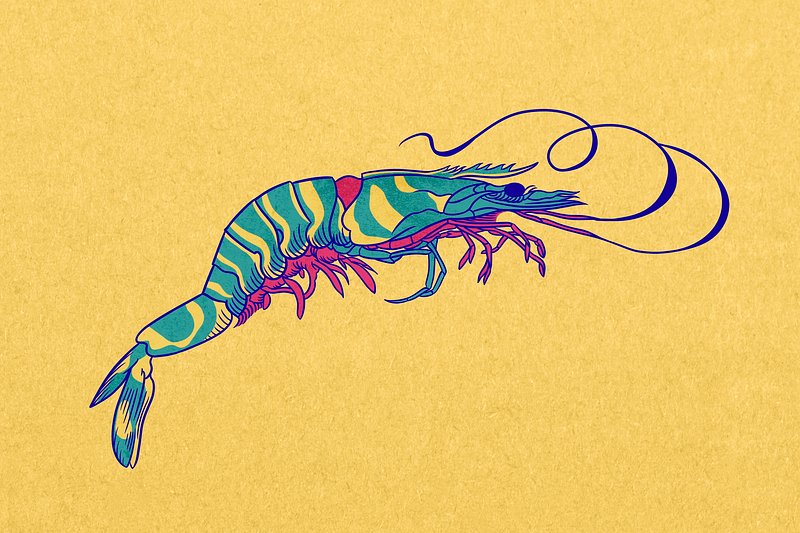 Vintage prawn, sea animal illustration | Premium PSD - rawpixel
