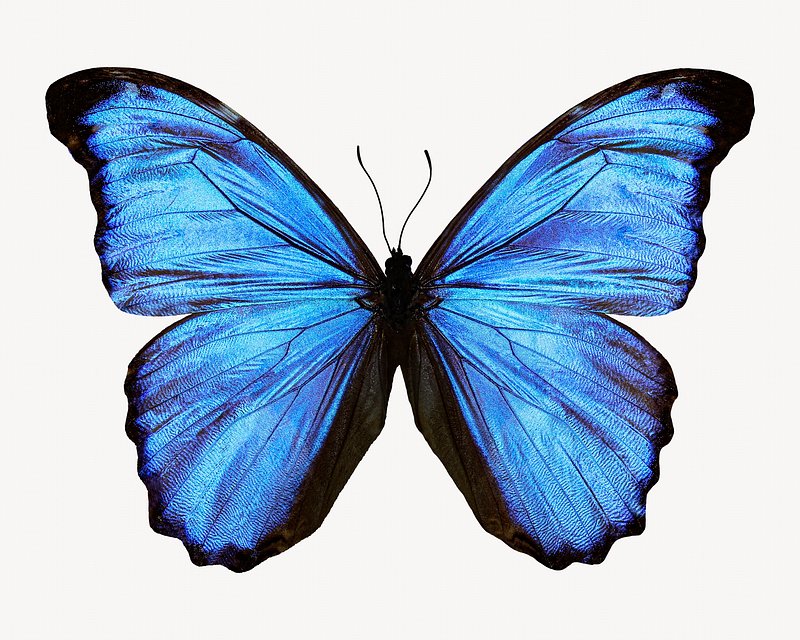 Blue butterfly, animal design | Free Photo - rawpixel