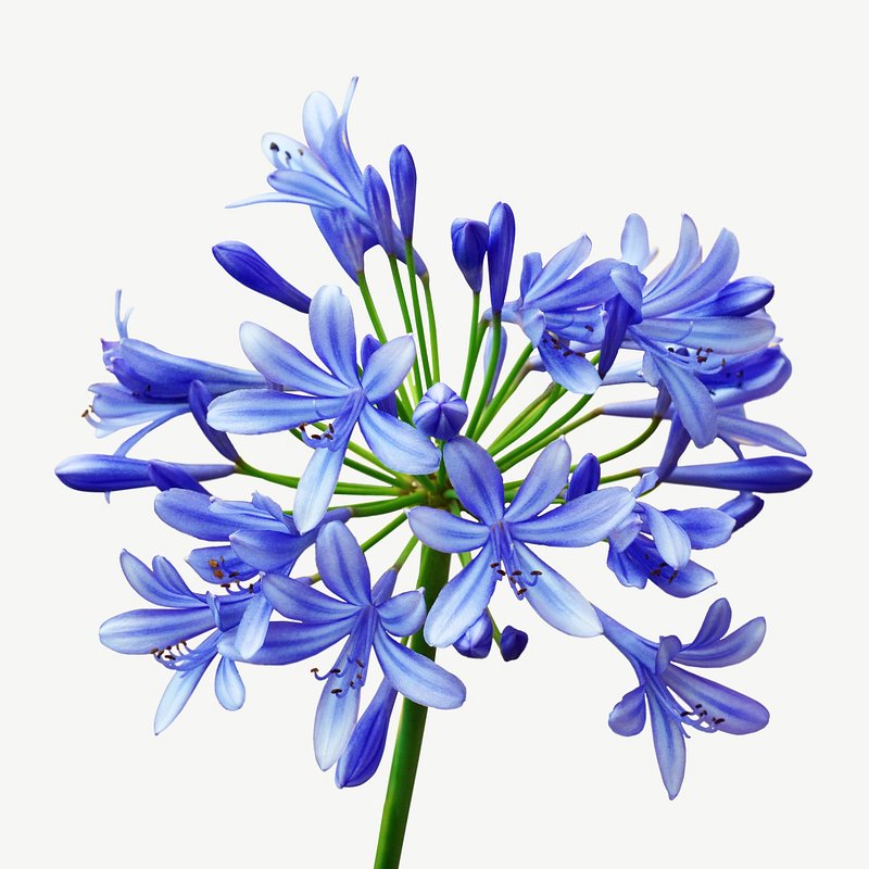 Blue lily collage element psd | Free PSD - rawpixel