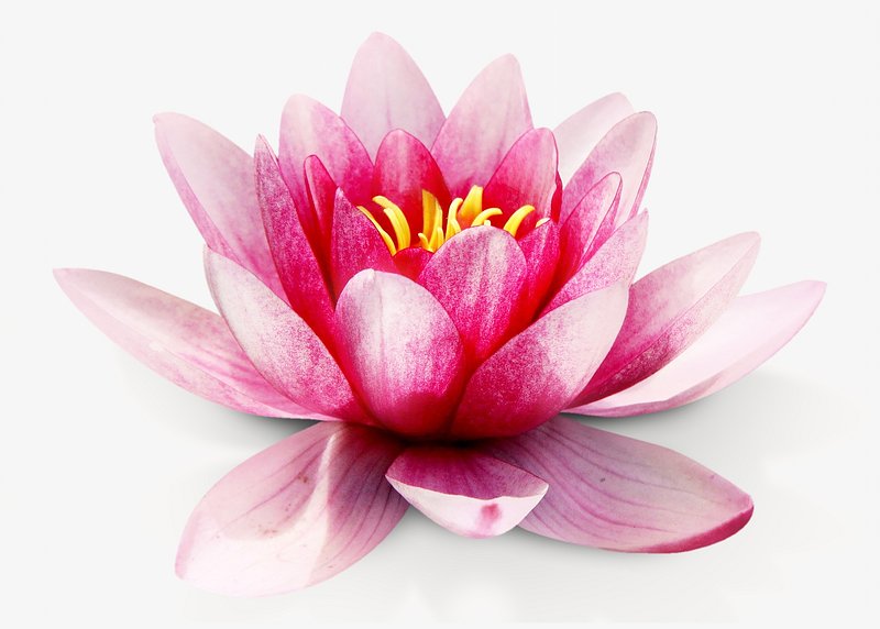 Lotus flower isolated design | Free Photo - rawpixel