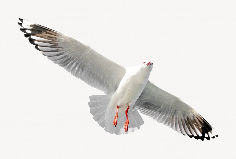 Flying seagull png sticker, transparent | Free PNG - rawpixel