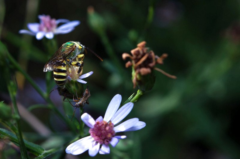Texas Agapostemon (Halictidae, Agapostemon texanus) | Free Photo - rawpixel