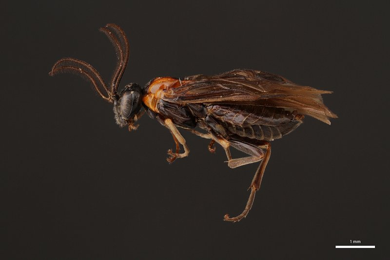 Symphyta Images | Free Photos, PNG Stickers, Wallpapers & Backgrounds ...