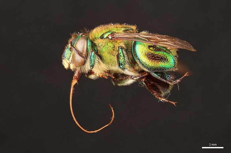 Orchid bee (Apidae, Euglossa hansoni | Free Photo - rawpixel