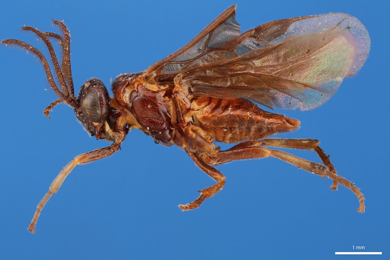 Symphyta Images | Free Photos, PNG Stickers, Wallpapers & Backgrounds ...