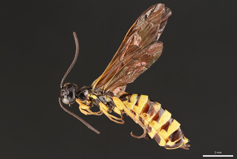 Symphyta Images | Free Photos, PNG Stickers, Wallpapers & Backgrounds ...