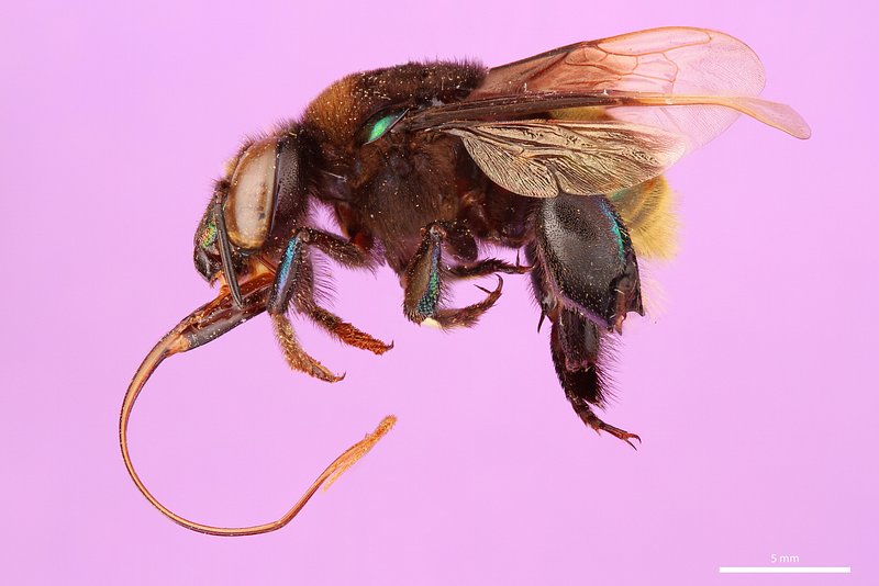 Apinae Images | Free Photos, PNG Stickers, Wallpapers & Backgrounds ...