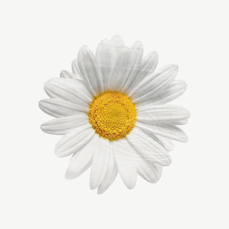White daisy flower clipart psd | Premium PSD - rawpixel