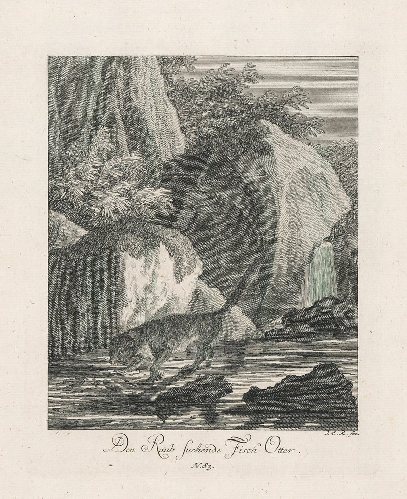 Common Muskrat Images | Free Photos, PNG Stickers, Wallpapers ...