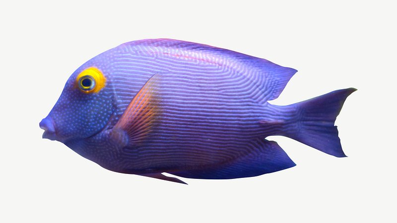 Purple Tang Images | Free Photos, PNG Stickers, Wallpapers ...