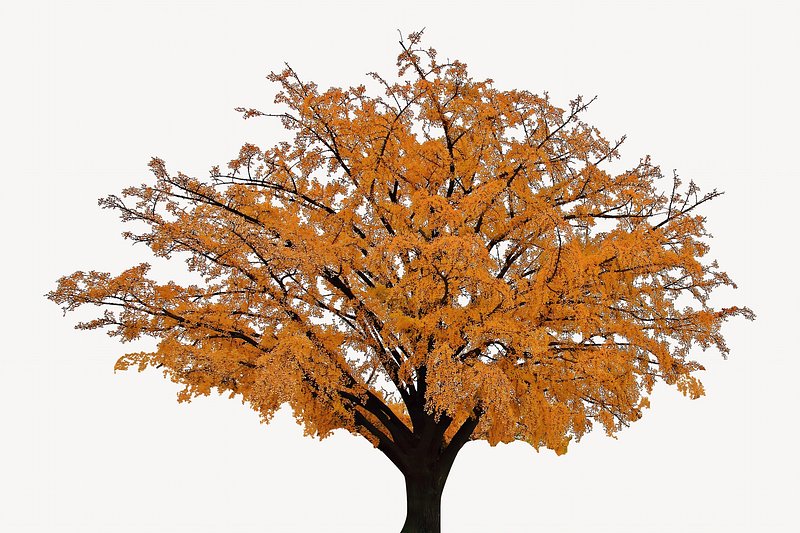 Autumn tree collage element, isolated | Free Photo - rawpixel
