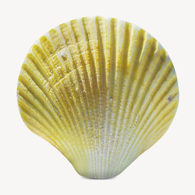 Gradient seashell collage element, isolated | Free Photo - rawpixel