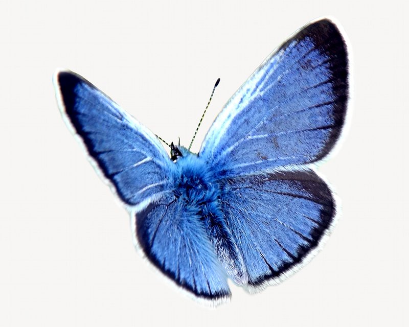Blue morpho butterfly collage element, | Free Photo - rawpixel