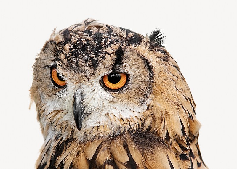 Brown owl animal isolated design | Free Photo - rawpixel
