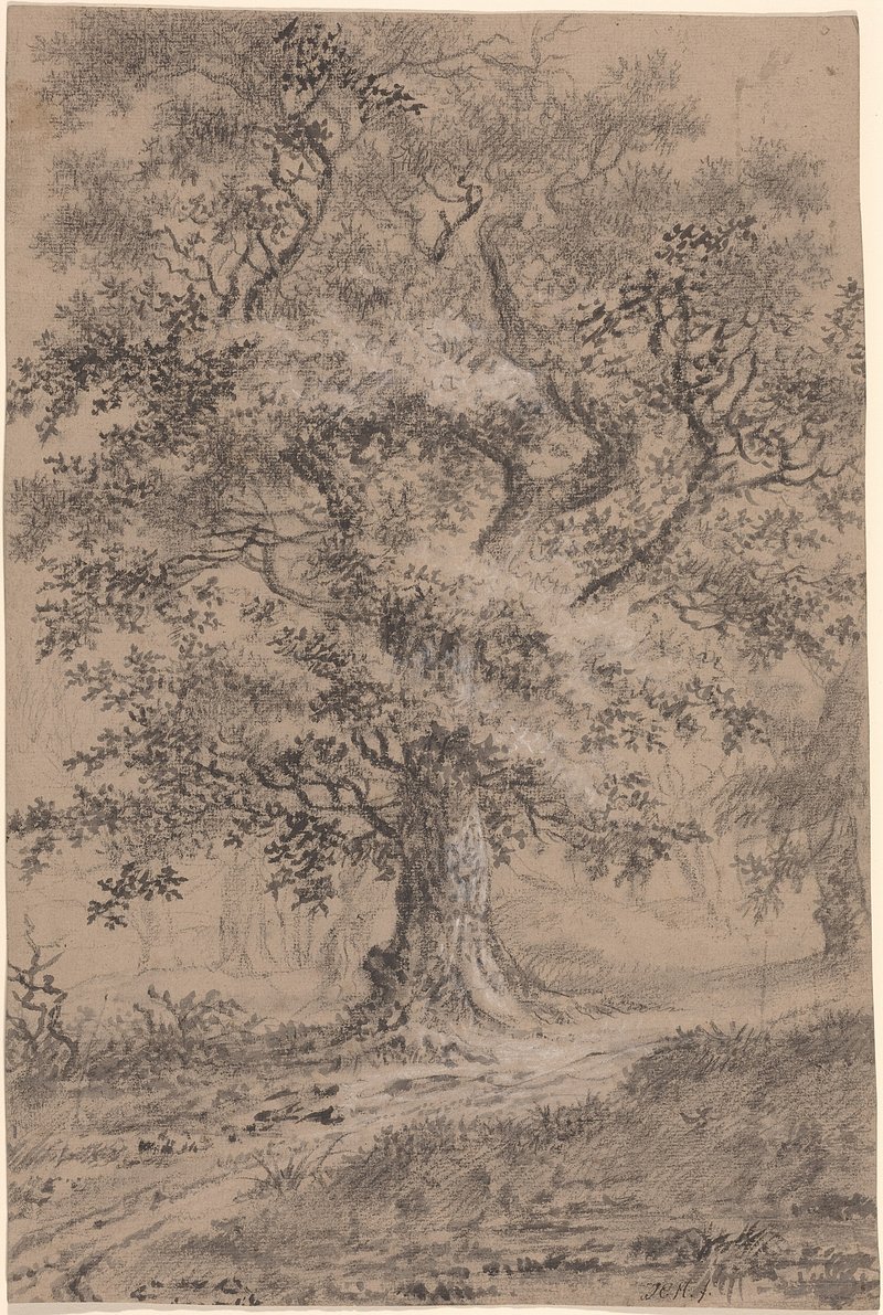 Oak Tree Black And White Paper Images | Free Photos, PNG Stickers ...