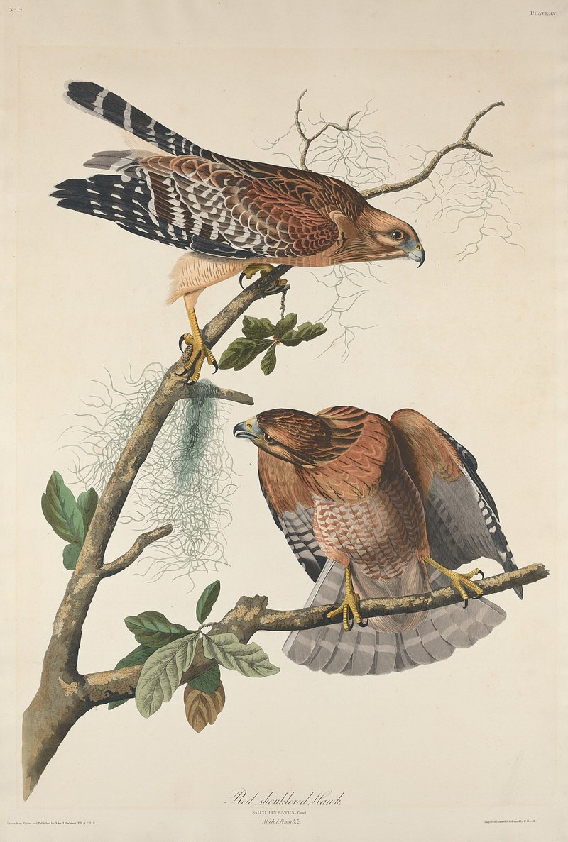 Red Shouldered Hawk Images | Free Photos, PNG Stickers, Wallpapers ...
