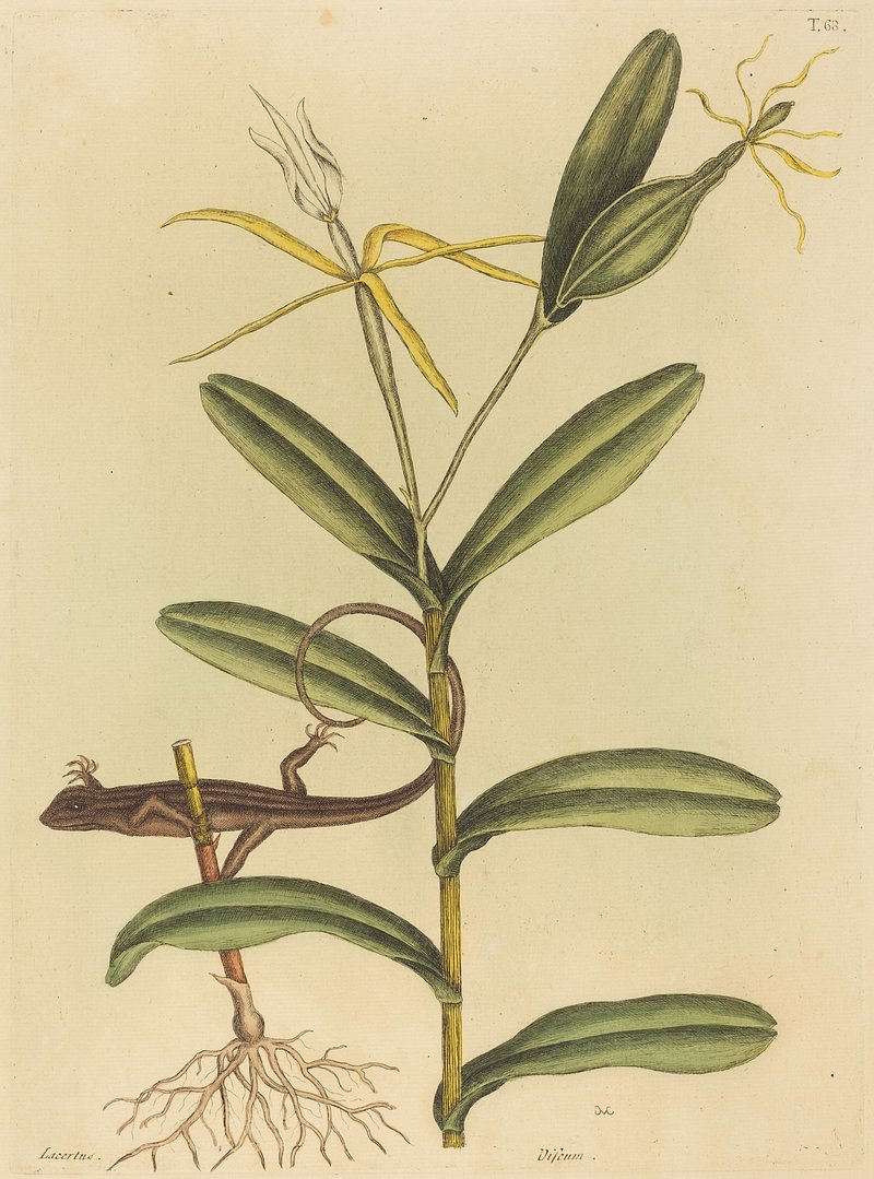 Mark Catesby | natural history botanical public domain art - rawpixel