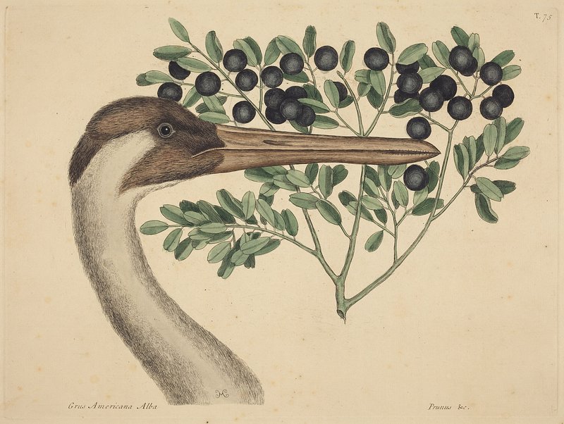 Mark Catesby | natural history botanical public domain art - rawpixel