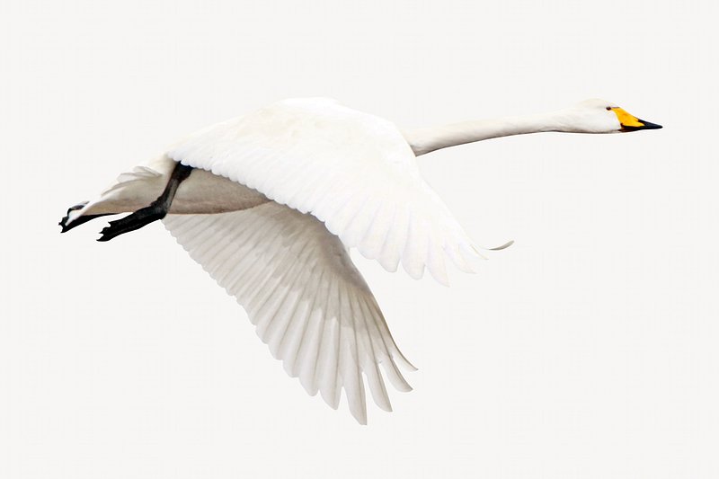 Whooper Images | Free Photos, PNG Stickers, Wallpapers & Backgrounds ...